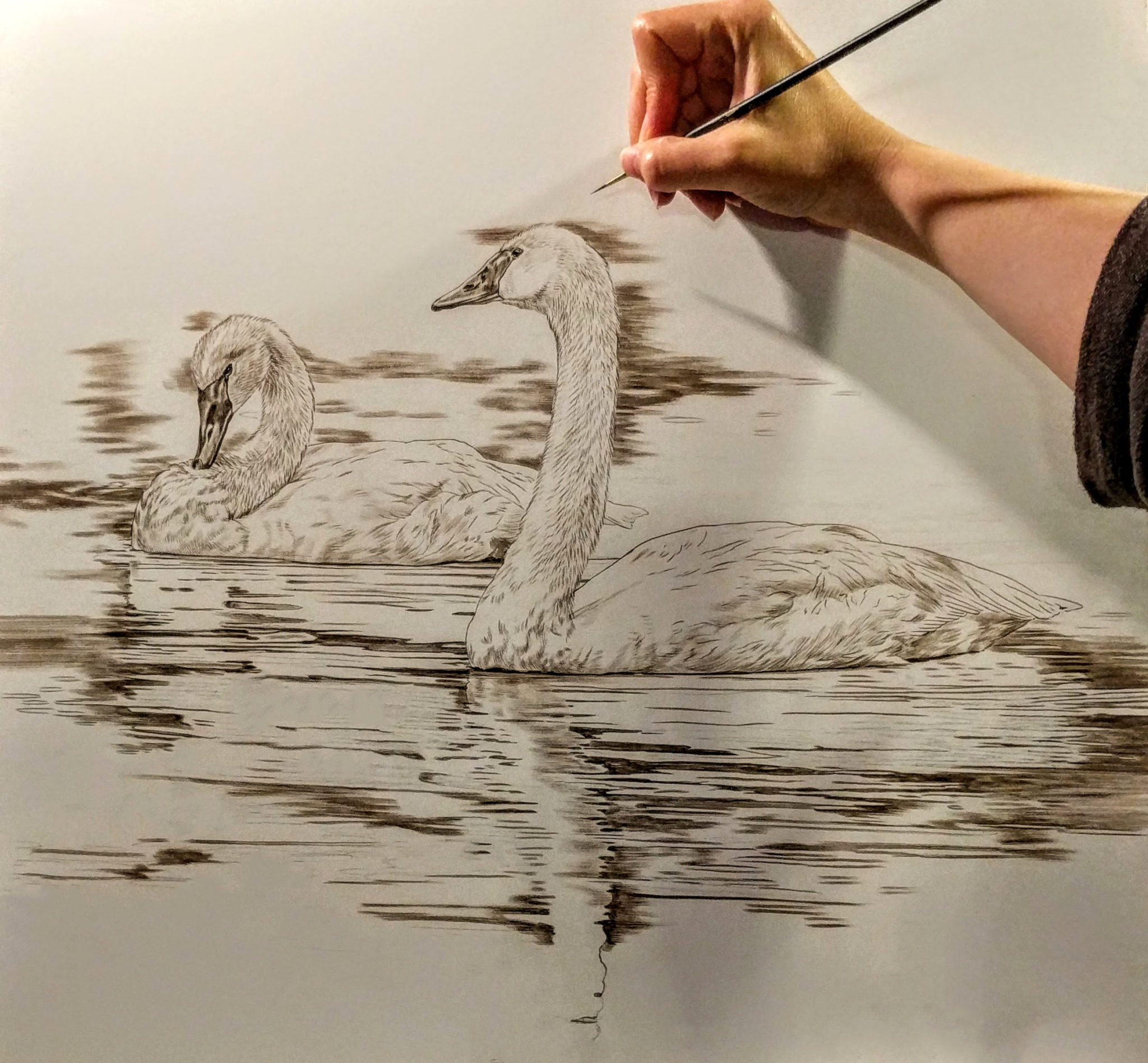 Peek In The Studio – Trumpeter Swans – Rebecca Latham