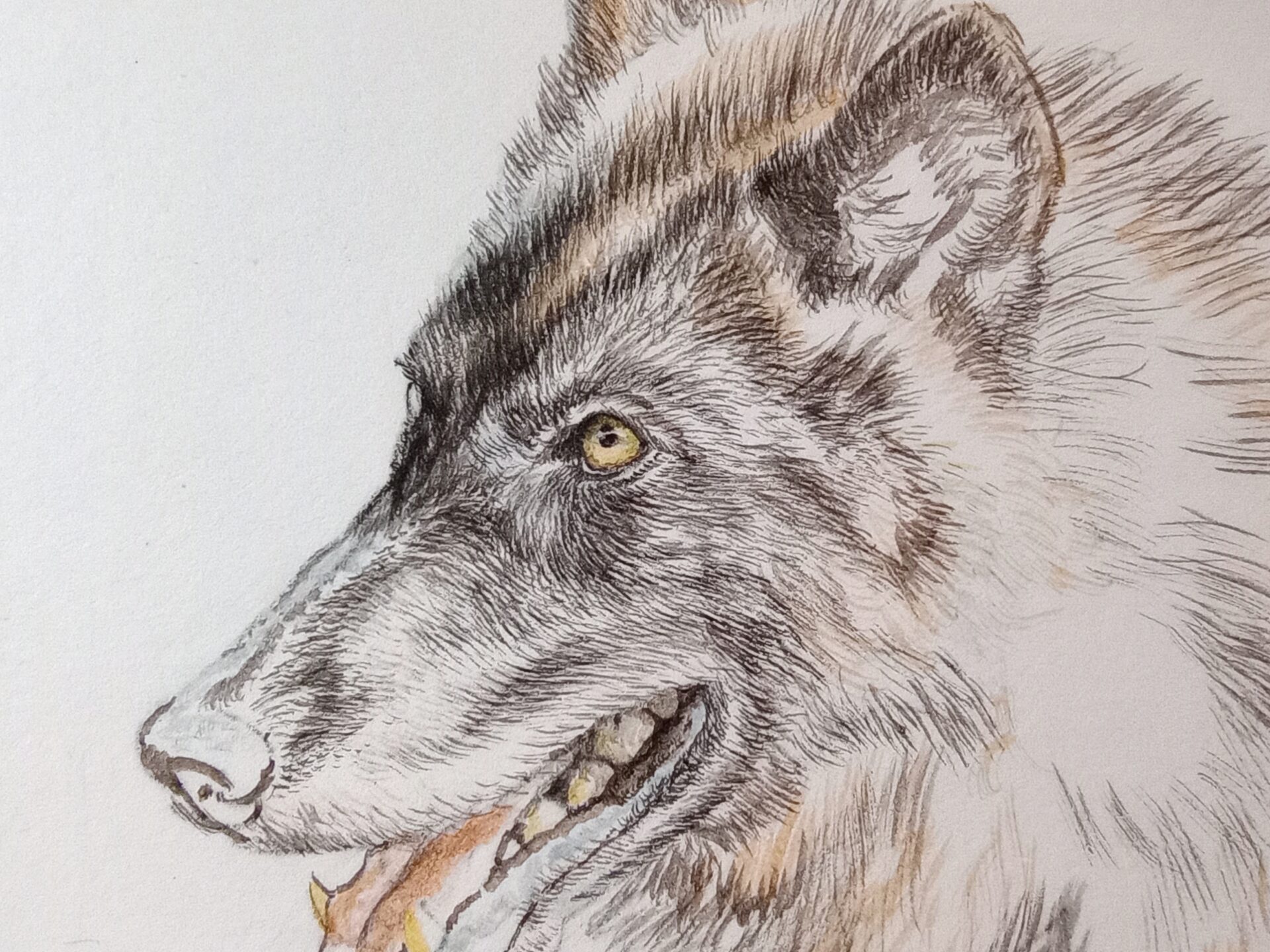 The First Strokes of the Brush – A New Wolf Watercolor Begins – Rebecca ...